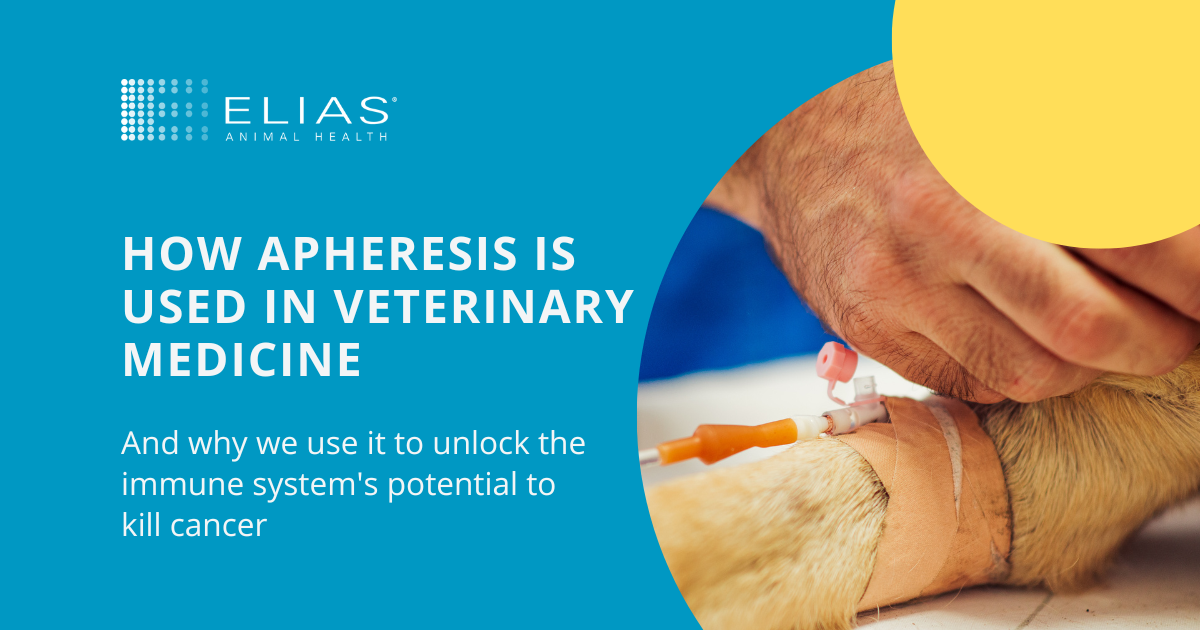 Three Ways Apheresis Is Used in Veterinary Medicine