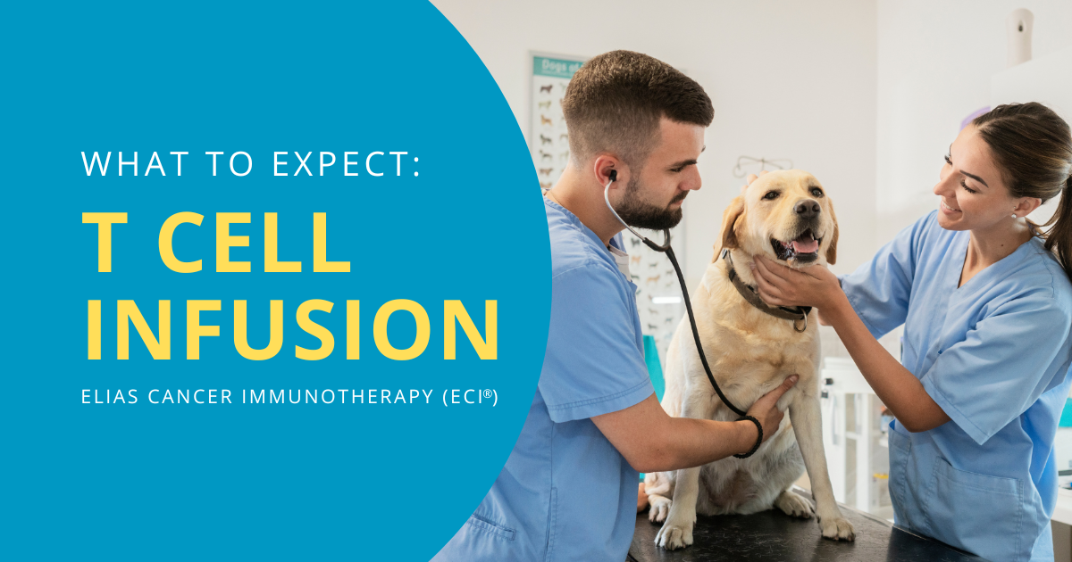 ECI®: What to Expect During the T Cell Infusion